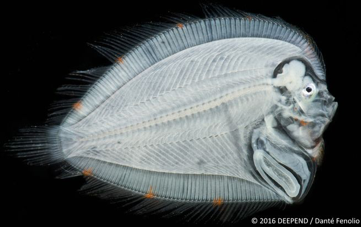 Lefteye Flounders – One of Nature’s Most Epic Metamorphoses – SpeSeas